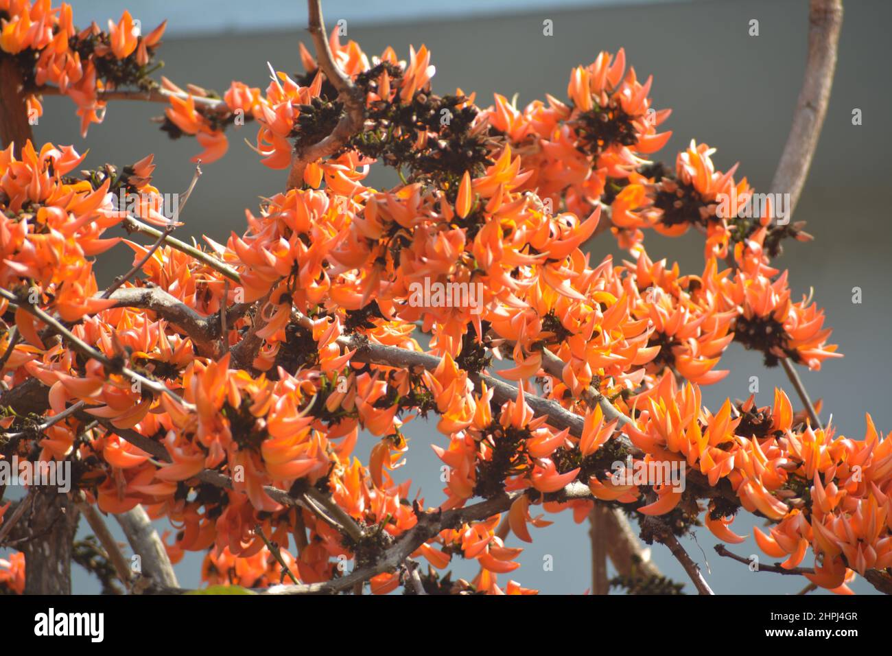 Kingshuk hi-res stock photography and images - Alamy