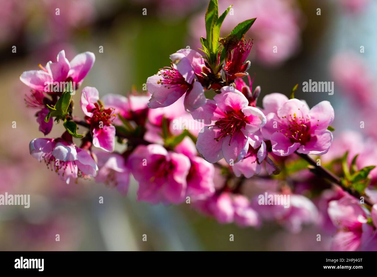 Early peaches prunus persica hi-res stock photography and images - Alamy
