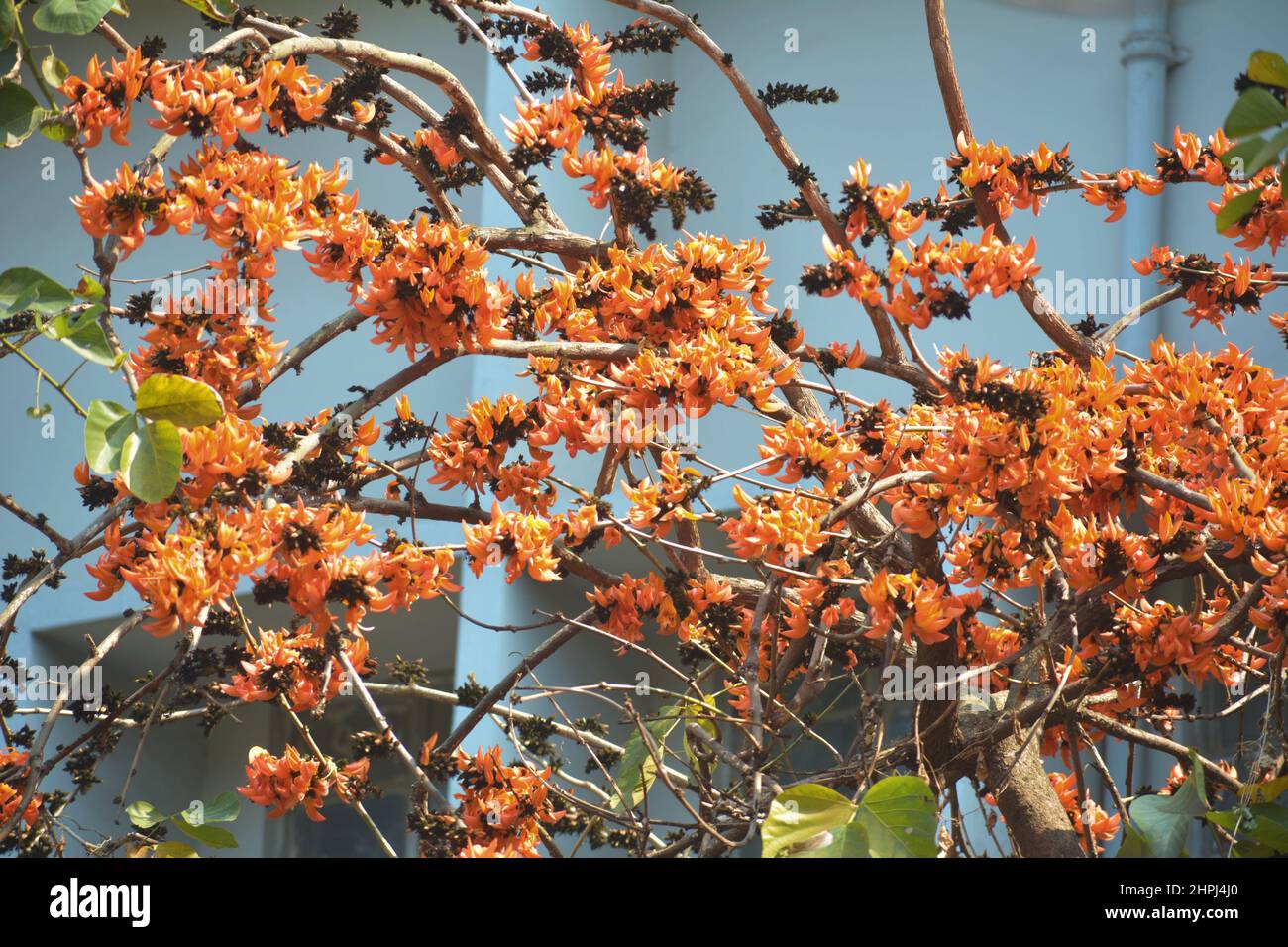 Polash flower,flame of the forest,Butea monosperma Stock Photo - Alamy