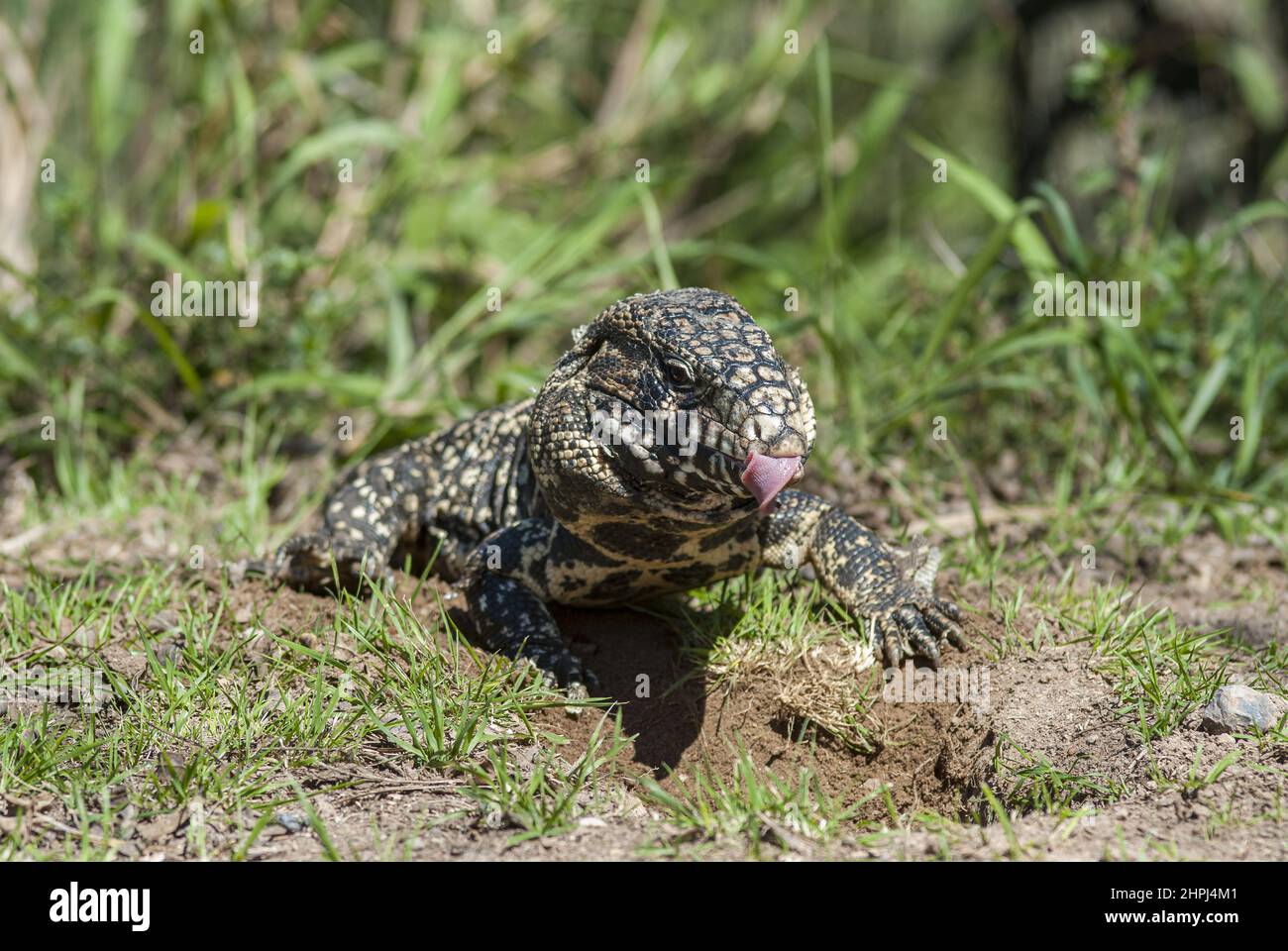 Tegu lizard eating hi-res stock photography and images - Alamy