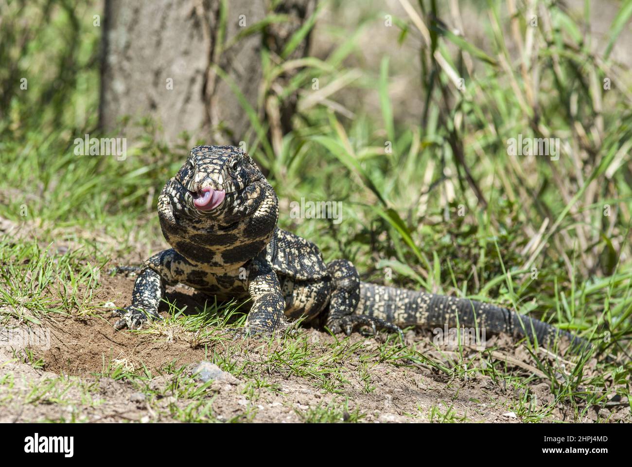 Green iguana eggs hi-res stock photography and images - Alamy
