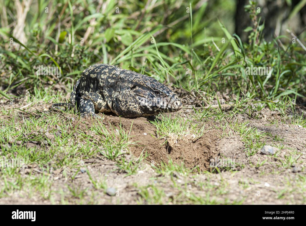 Closeup of a Argentina Black and White Tegu eating turtle eggs Stock ...
