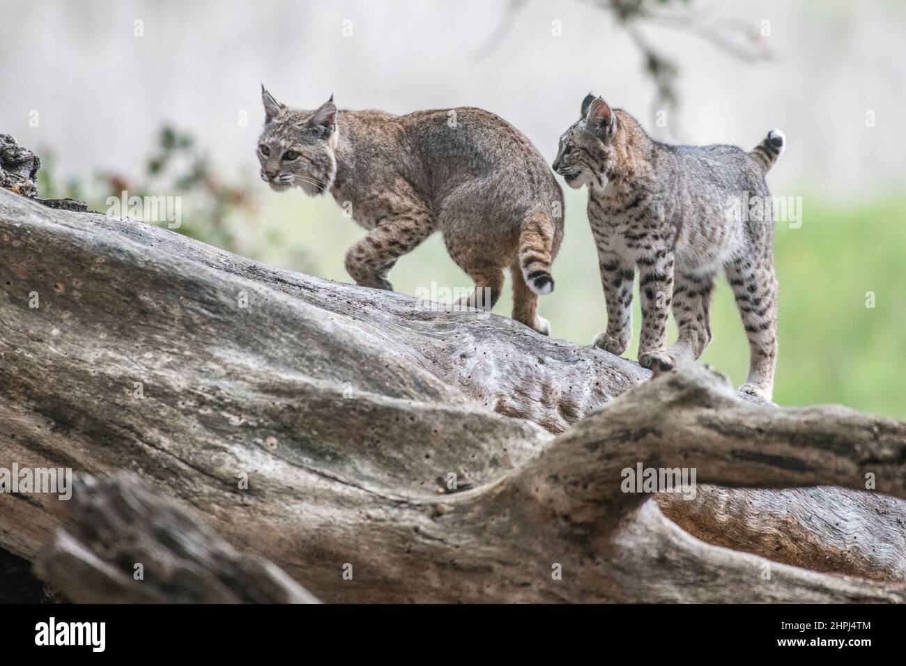 Juvenile bobcat hi-res stock photography and images - Alamy