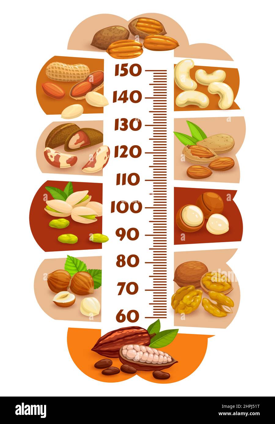 Height chart, kids growth ruler. Cartoon nuts and cocoa beans. Vector ...