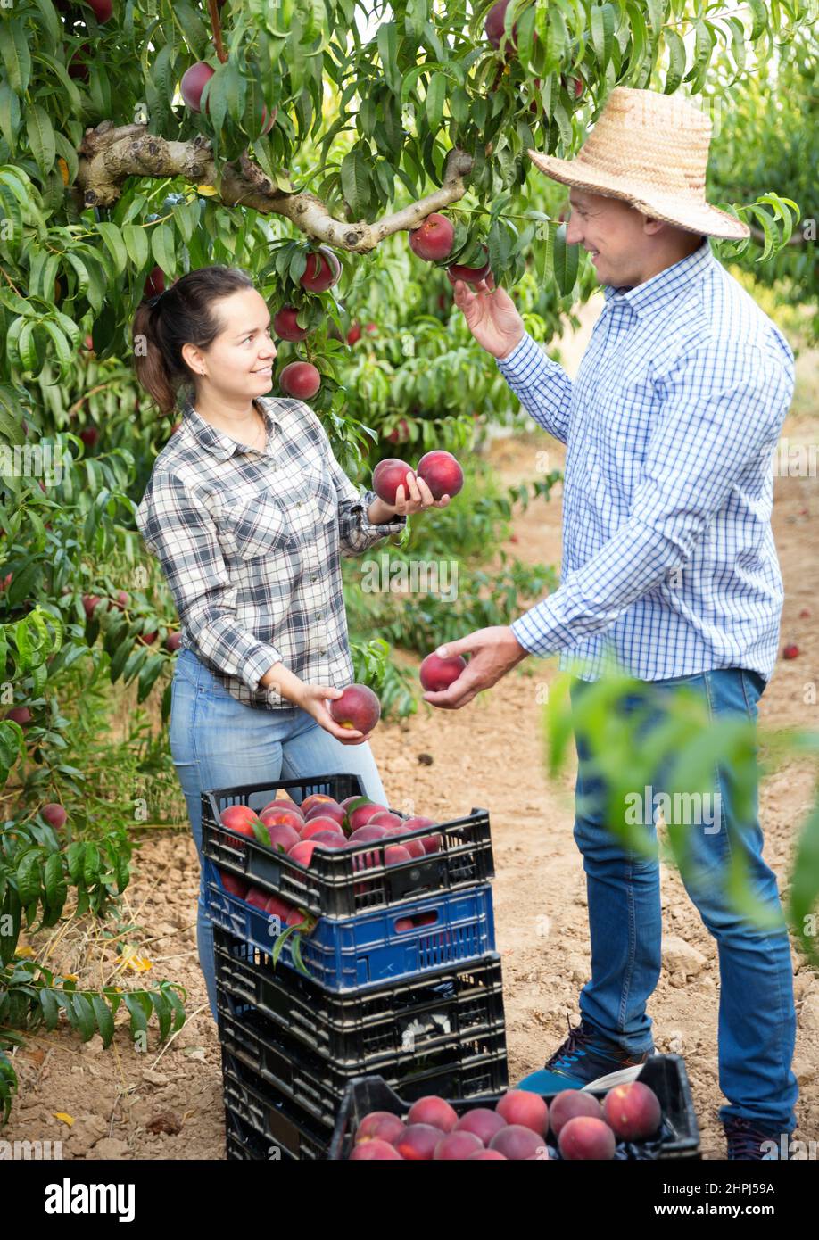 Couple of gardeners picking harvest of peaches from tree to crates in ...