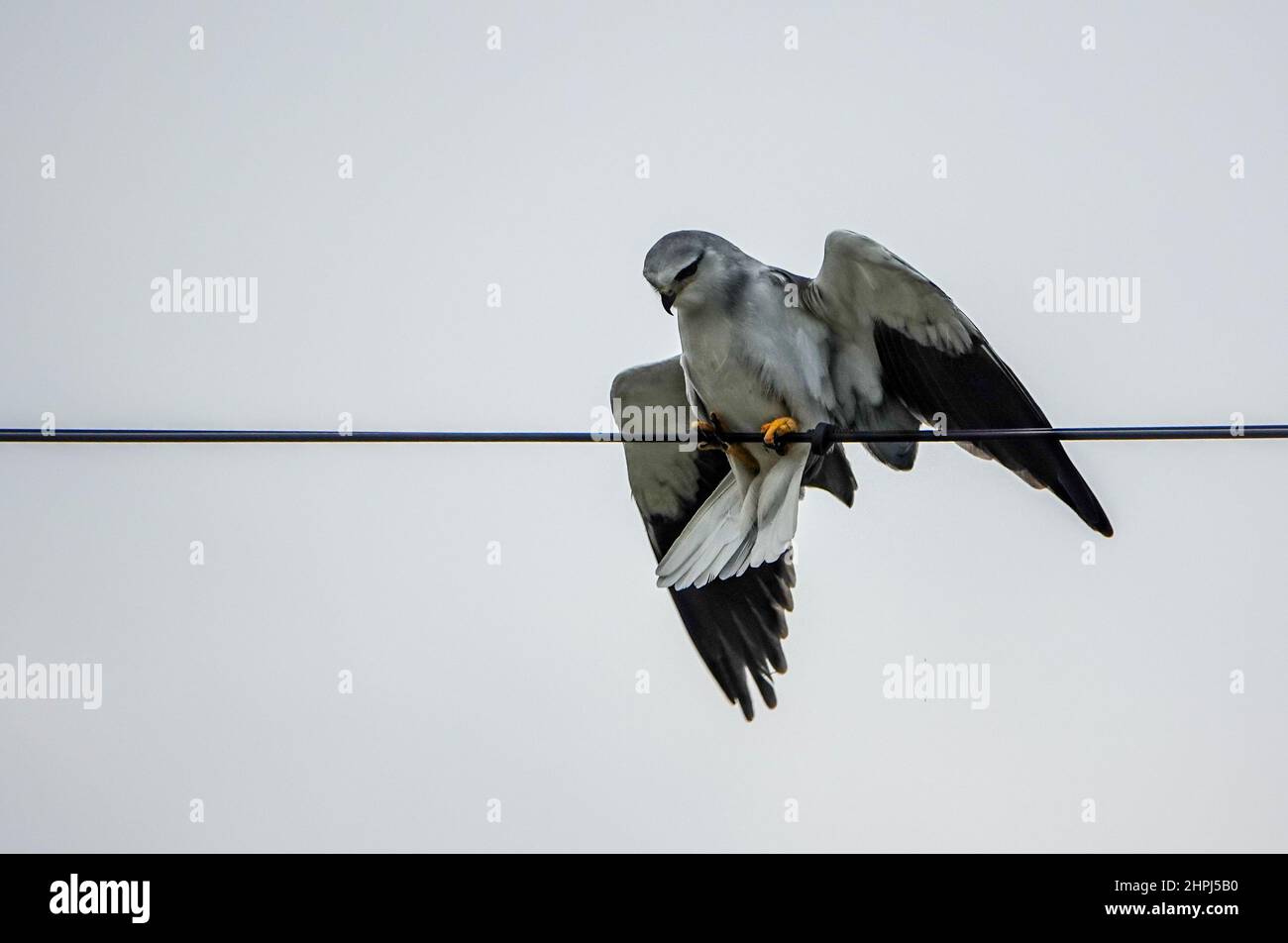 Black-winged Kite or Black-shouldered Kite, Elanus caeruleus, small ...