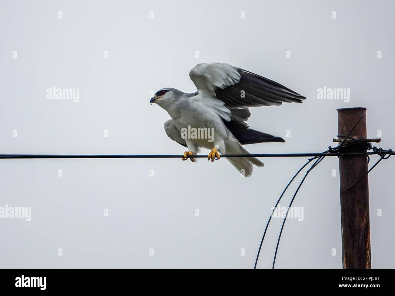 Black-winged Kite or Black-shouldered Kite, Elanus caeruleus, small ...