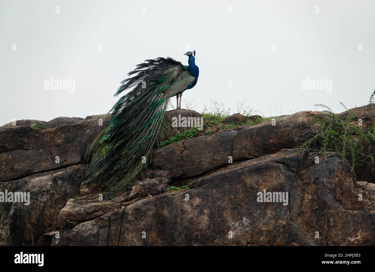 Male peacock with mating plumage fully displayed standing on a walkway ...