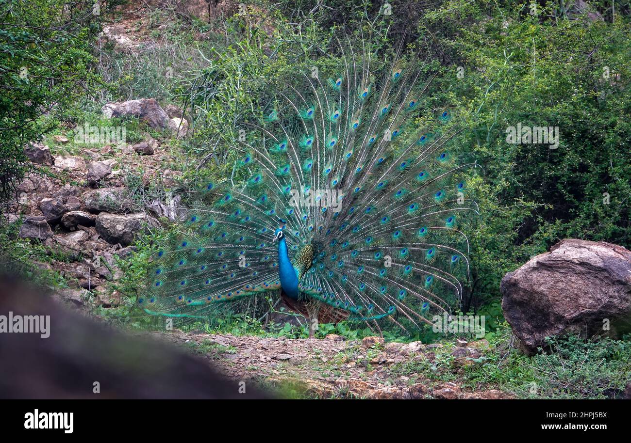 Male peacock with mating plumage fully displayed standing on a walkway ...