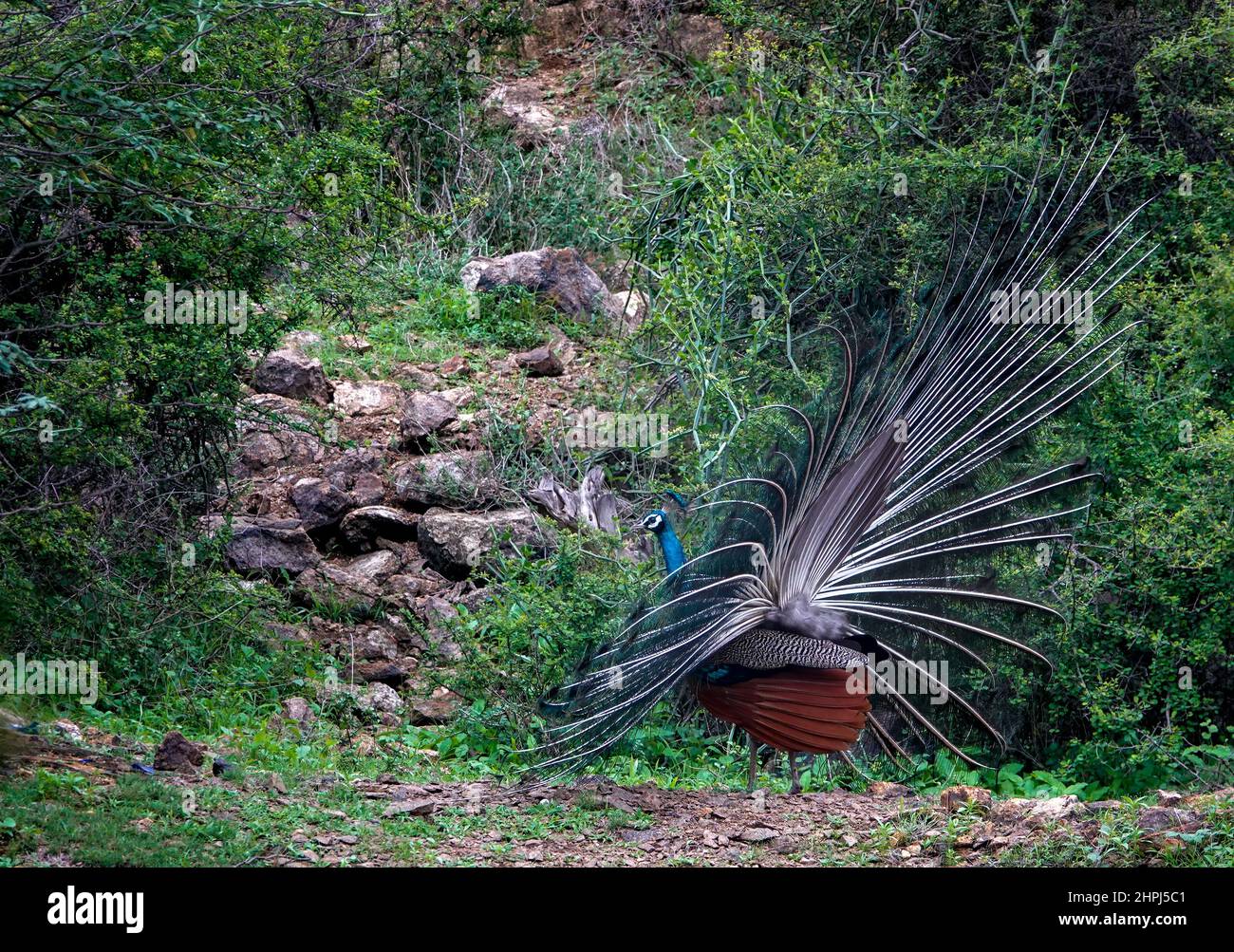 Male peacock with mating plumage fully displayed standing on a walkway ...