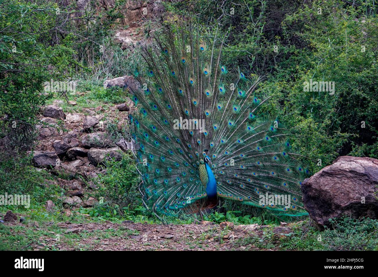 Male peacock with mating plumage fully displayed standing on a walkway ...