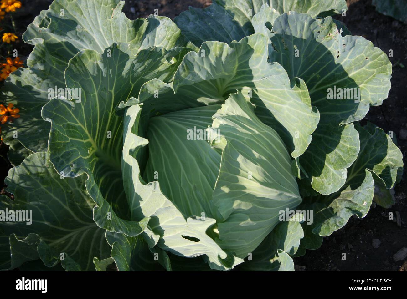 HEALTHY CABBAGE READY FOR HARVESTING Stock Photo - Alamy