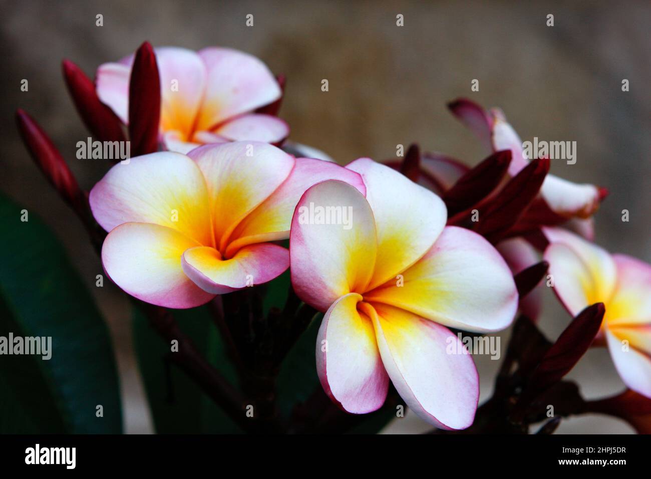 PLUMERIA RUBRA TRICOLOUR FLOWERS Stock Photo - Alamy