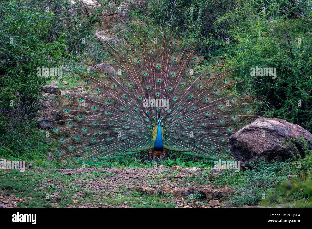 Male peacock with mating plumage fully displayed standing on a walkway ...