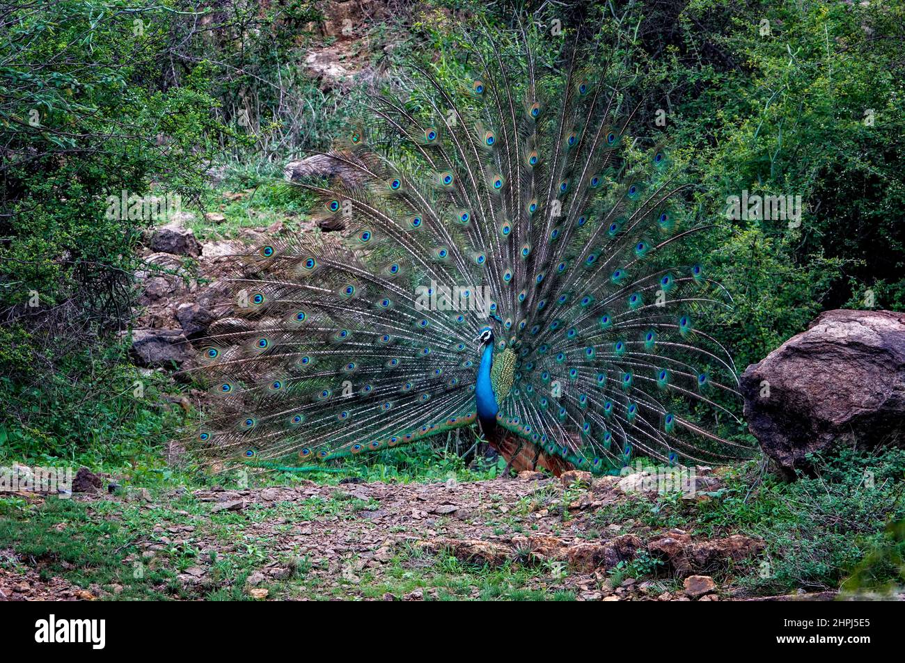 Male peacock with mating plumage fully displayed standing on a walkway ...