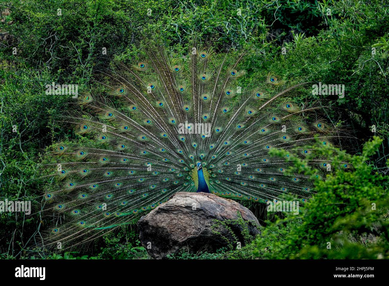 Male peacock with mating plumage fully displayed standing on a walkway ...