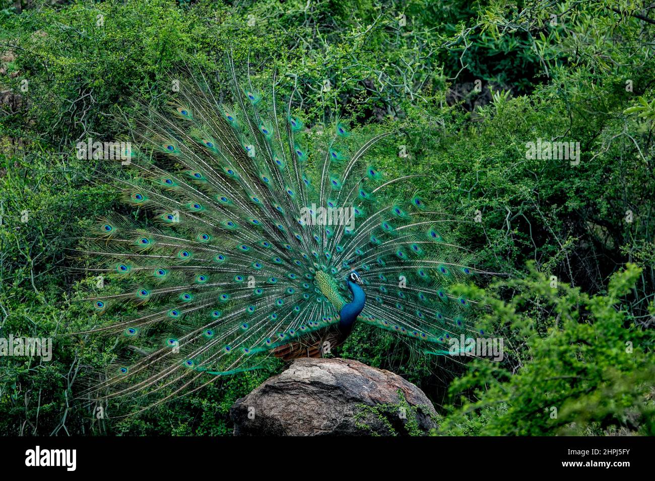 Male peacock with mating plumage fully displayed standing on a walkway ...