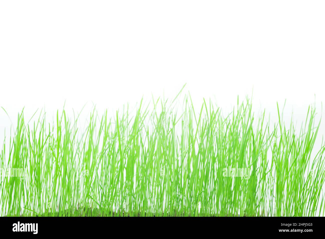 Decorative grass background hi-res stock photography and images - Alamy