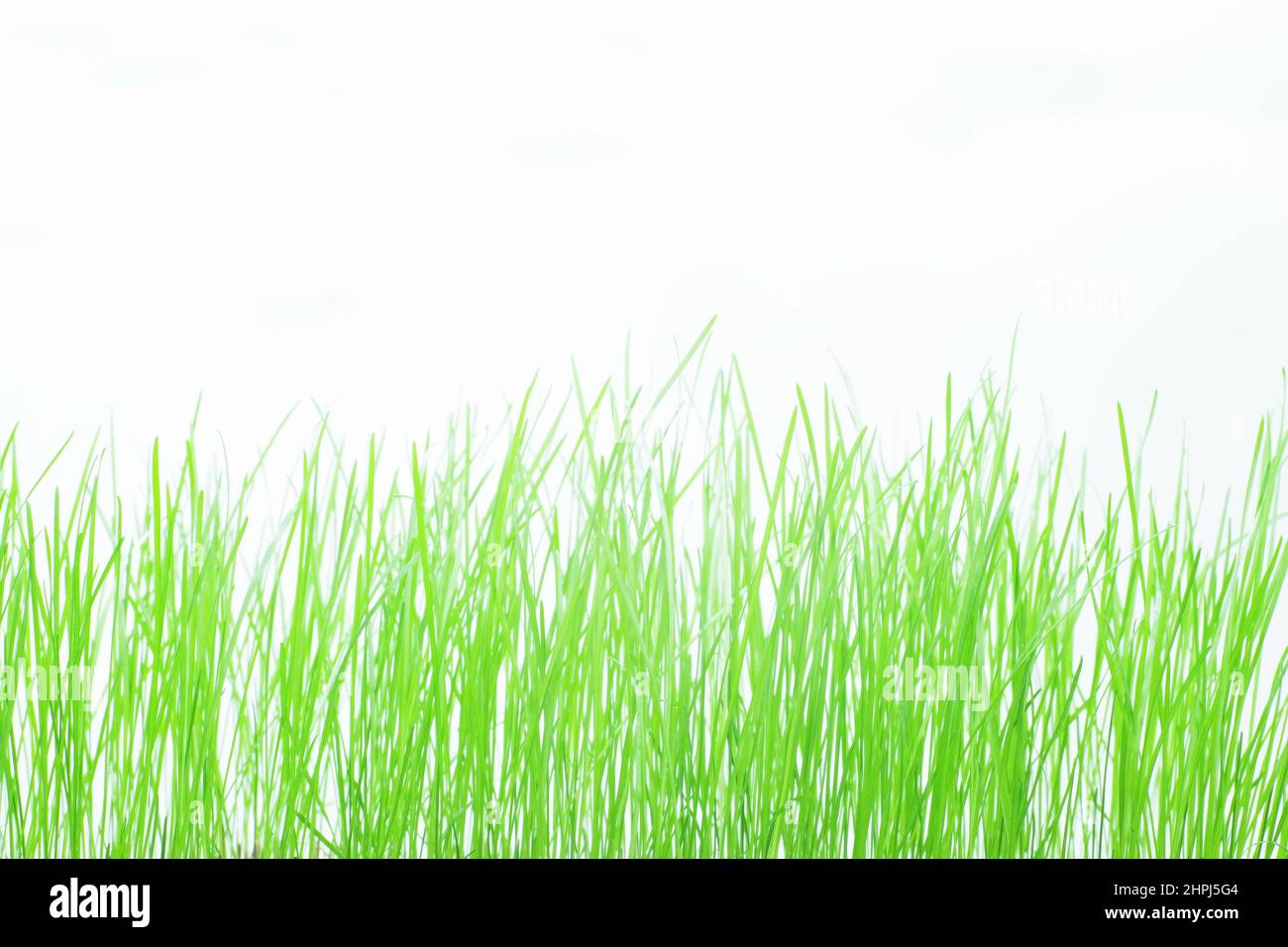 Seed sprout white background hi-res stock photography and images - Alamy