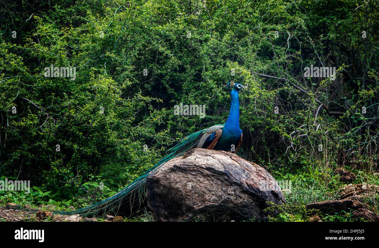 Male peacock with mating plumage fully displayed standing on a walkway ...