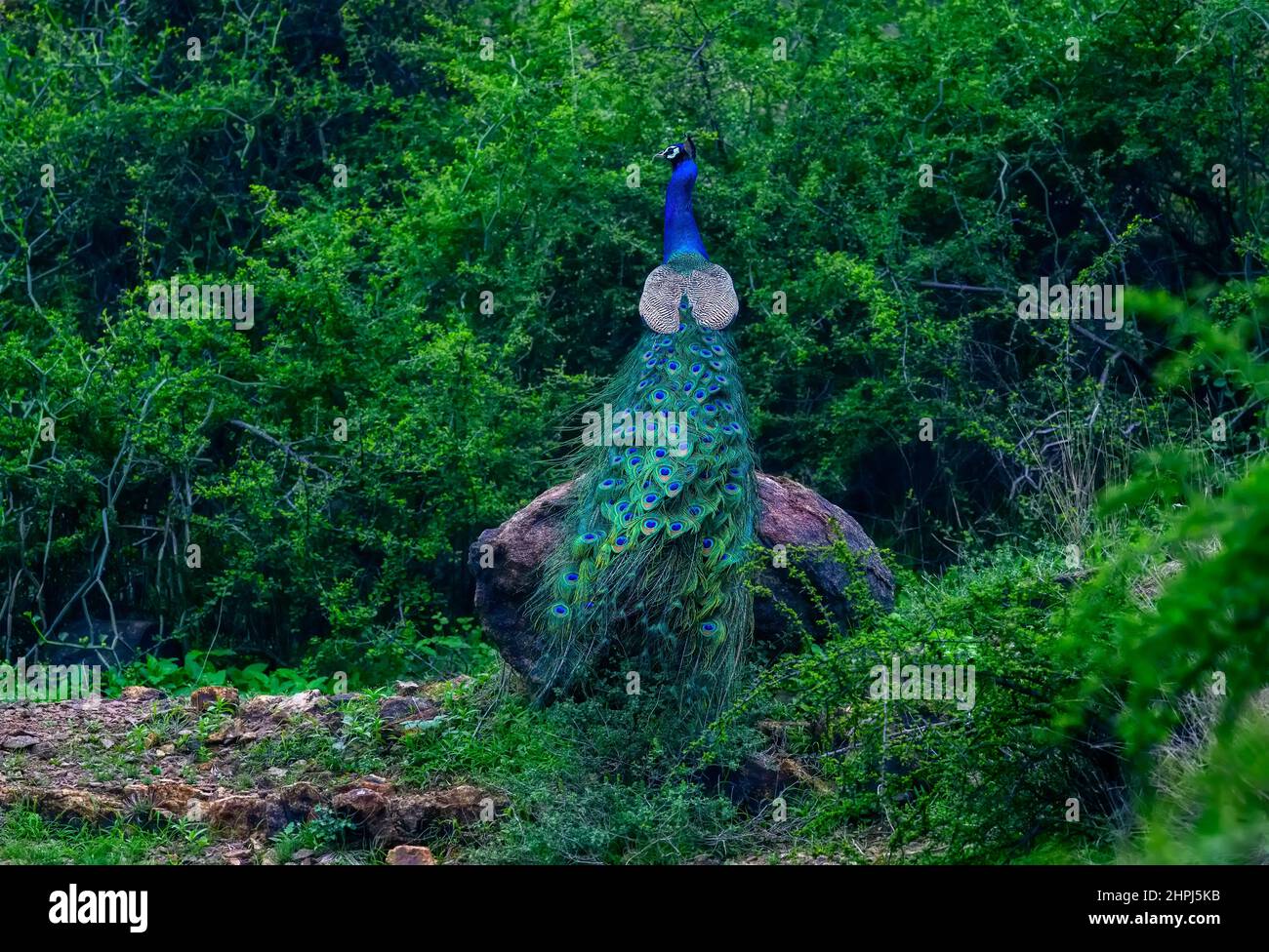 Male peacock with mating plumage fully displayed standing on a walkway ...