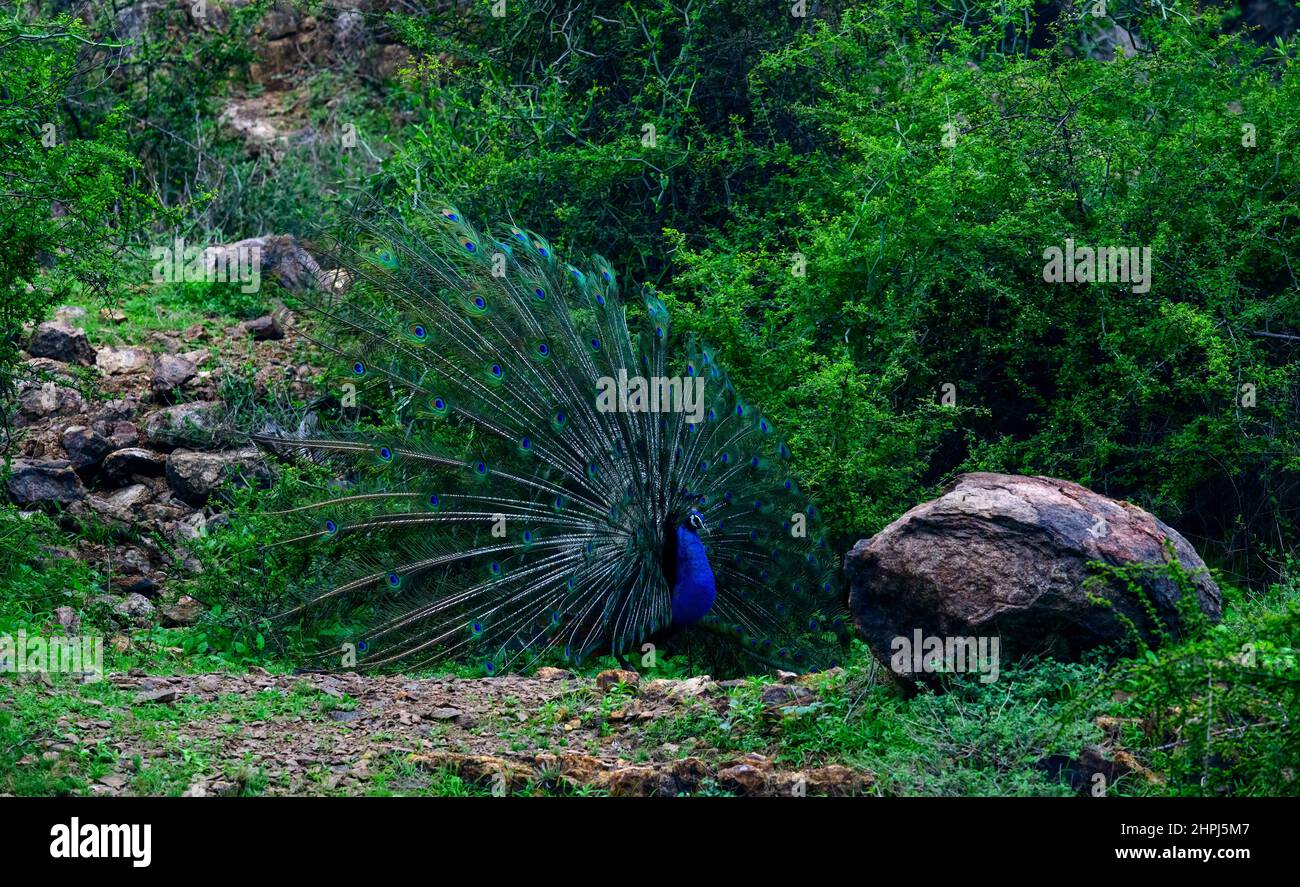 Male peacock with mating plumage fully displayed standing on a walkway ...