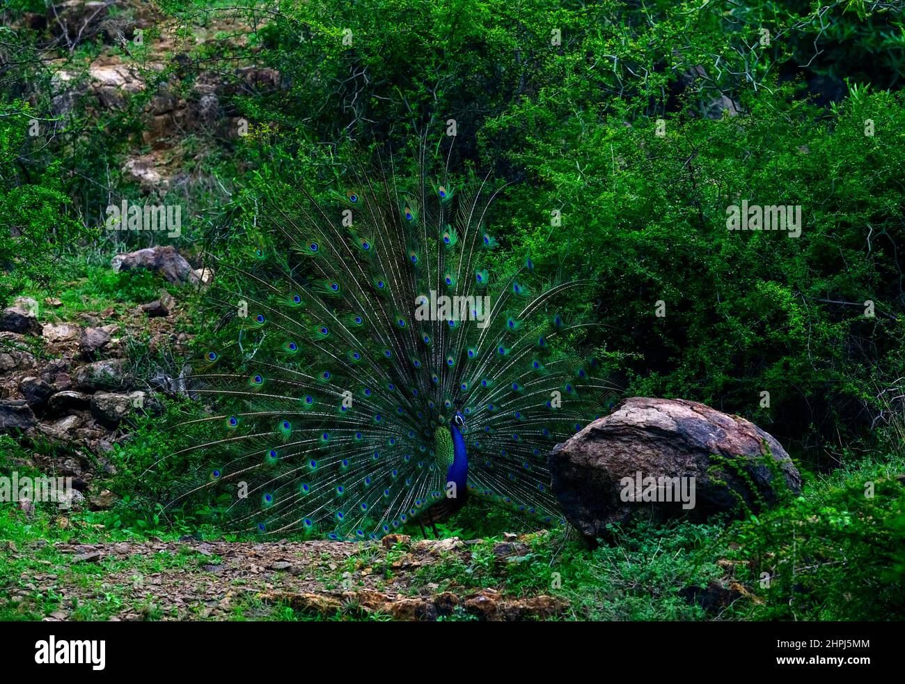 Male peacock with mating plumage fully displayed standing on a walkway ...