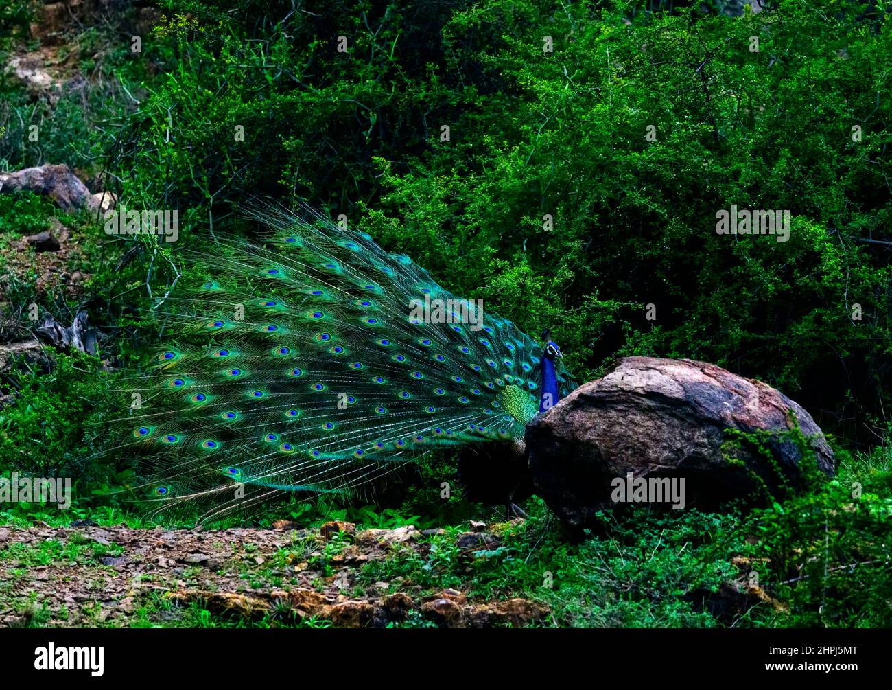 Male peacock with mating plumage fully displayed standing on a walkway ...