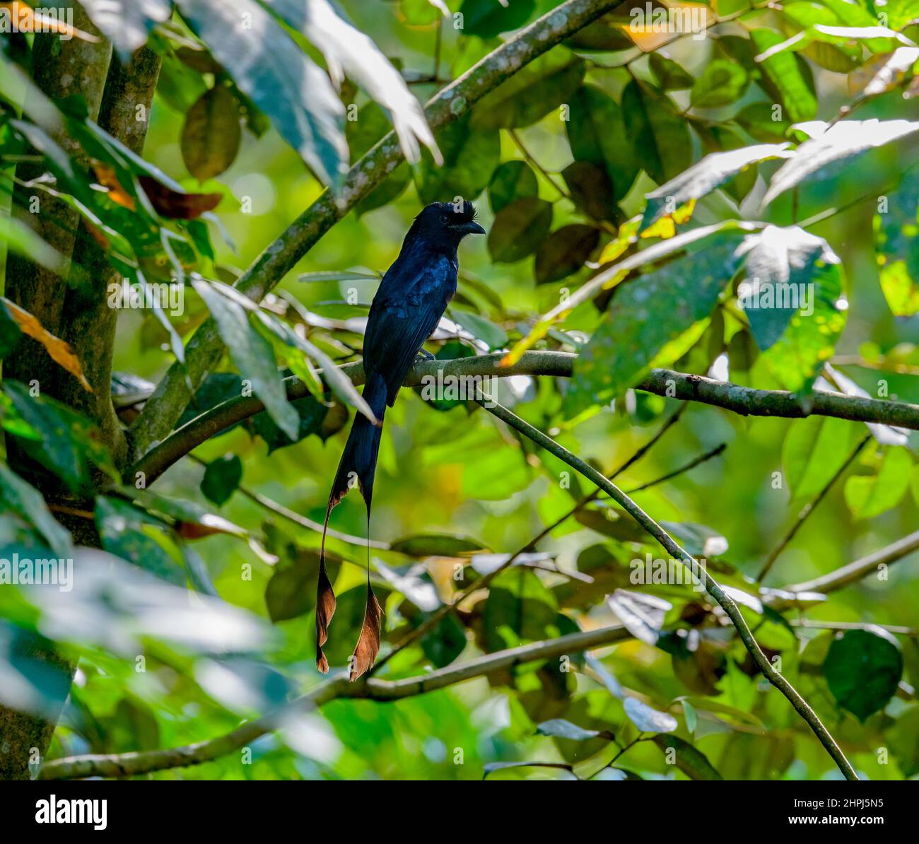 Black Drongo or Dicrurus macrocercus is a small Asian passerine bird ...