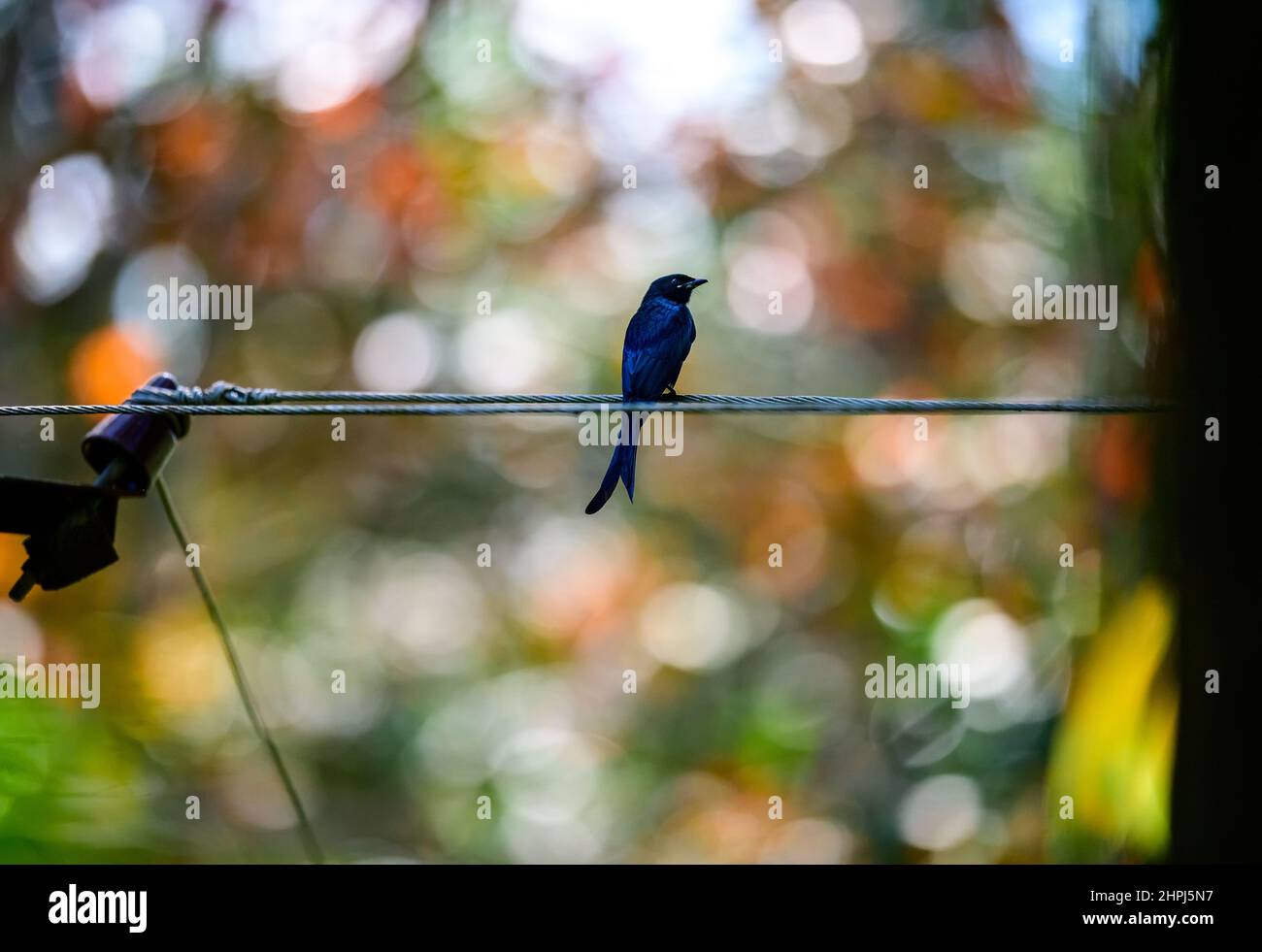 Black Drongo or Dicrurus macrocercus is a small Asian passerine bird ...