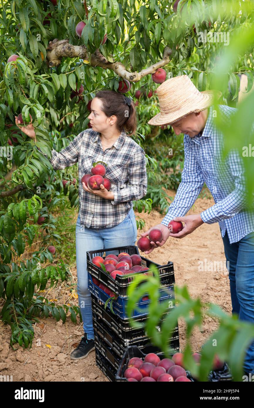 Couple of gardeners picking harvest of peaches from tree to crates in ...