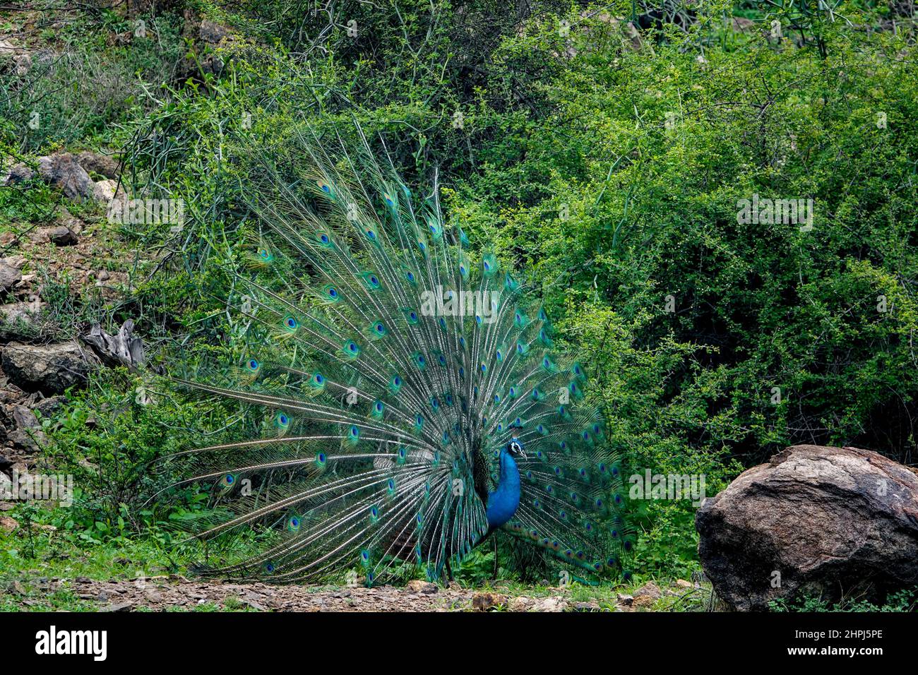Male peacock with mating plumage fully displayed standing on a walkway ...
