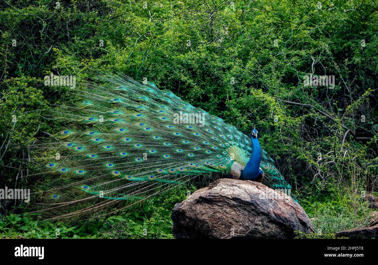 Peacocks Mating