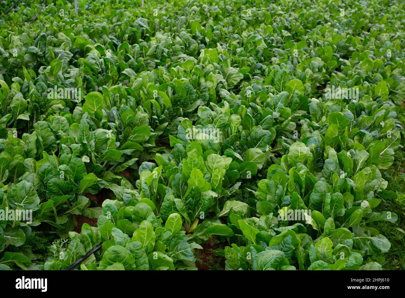 Green leaf beets plantation Stock Photo - Alamy