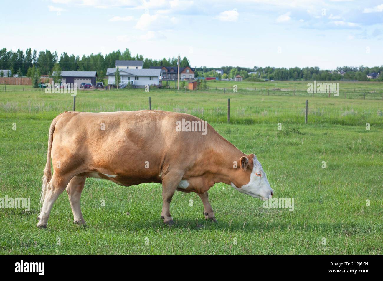 Cow walking through the grass in an outdoor pasture at a farm animal ...