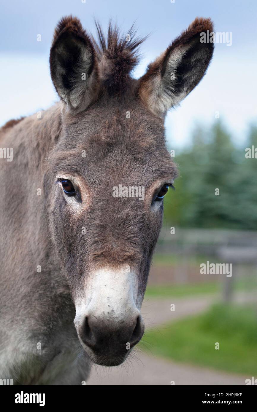 Donkey Head