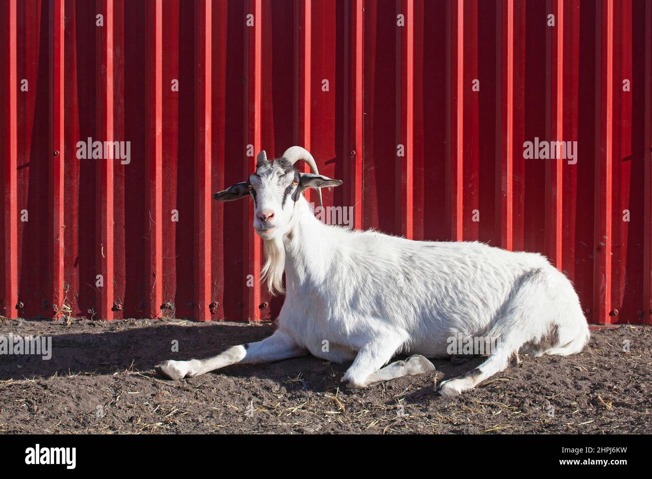 Goat lying hi-res stock photography and images - Alamy