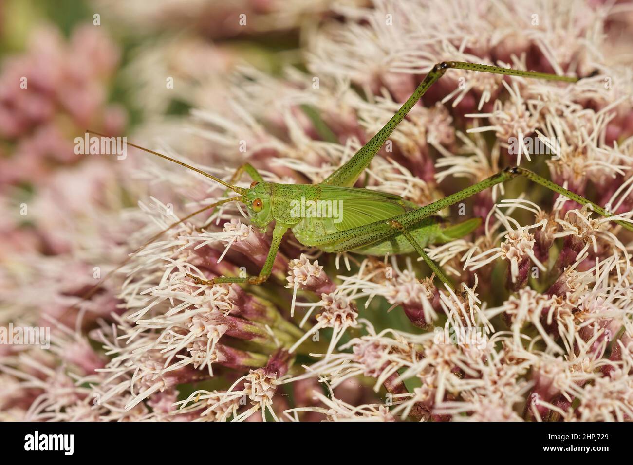 Cricket arthropoda insect hi-res stock photography and images - Alamy