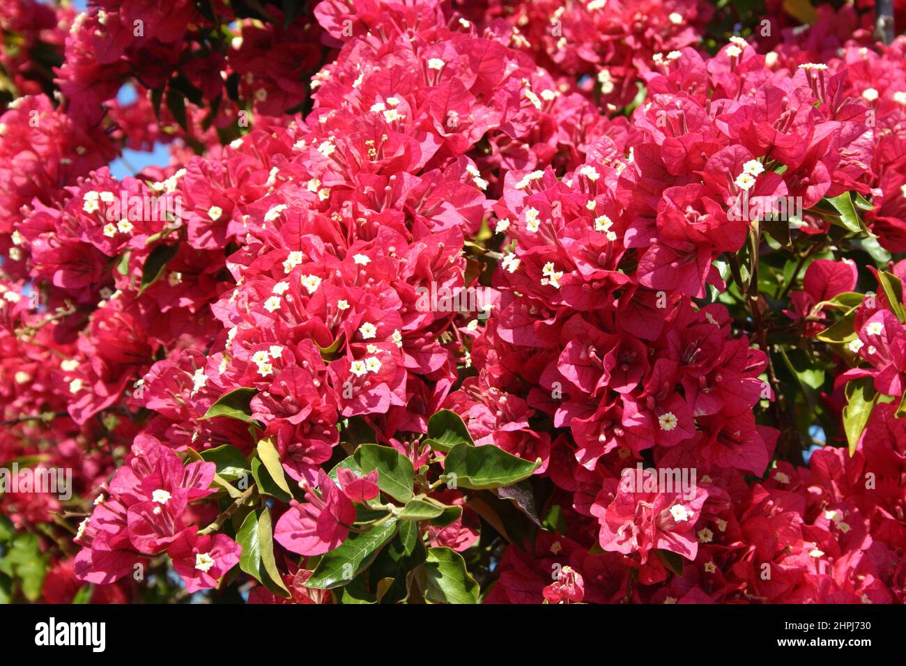 PINK BOUGAINVILLEA FLOWERS (BRACTS). BOUGAINVILLEAS ARE VIGOROUS ...
