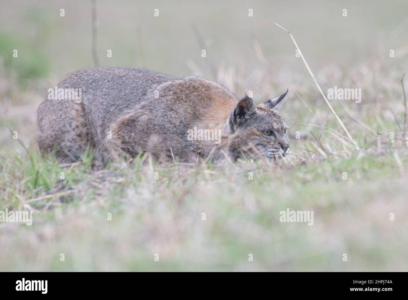 A wild bobcat (Lynx rufus) hides and keeps low while stalking and ...