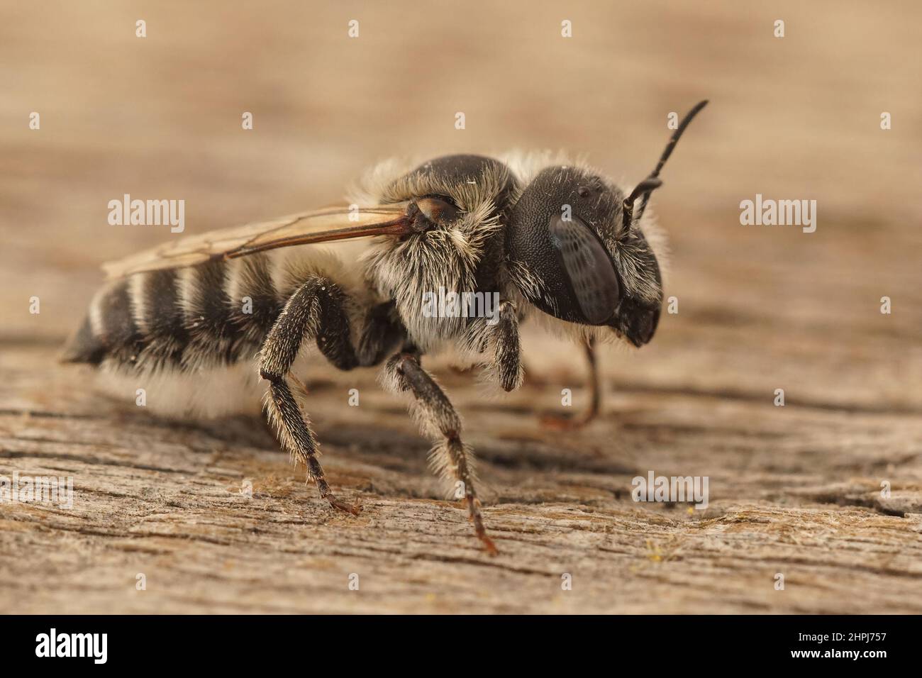 Hoplitis bisulca hi-res stock photography and images - Alamy