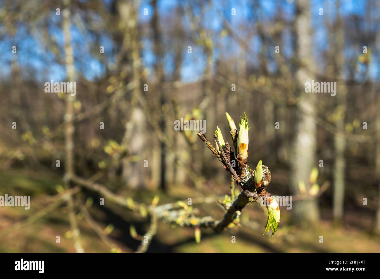 Budding branch hi-res stock photography and images - Alamy