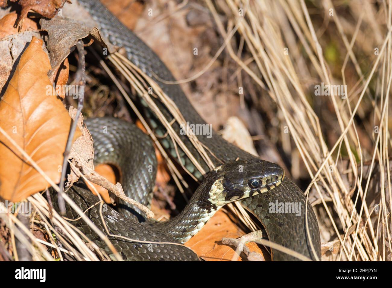 Snake Basking In Sunlight High Resolution Stock Photography and Images ...