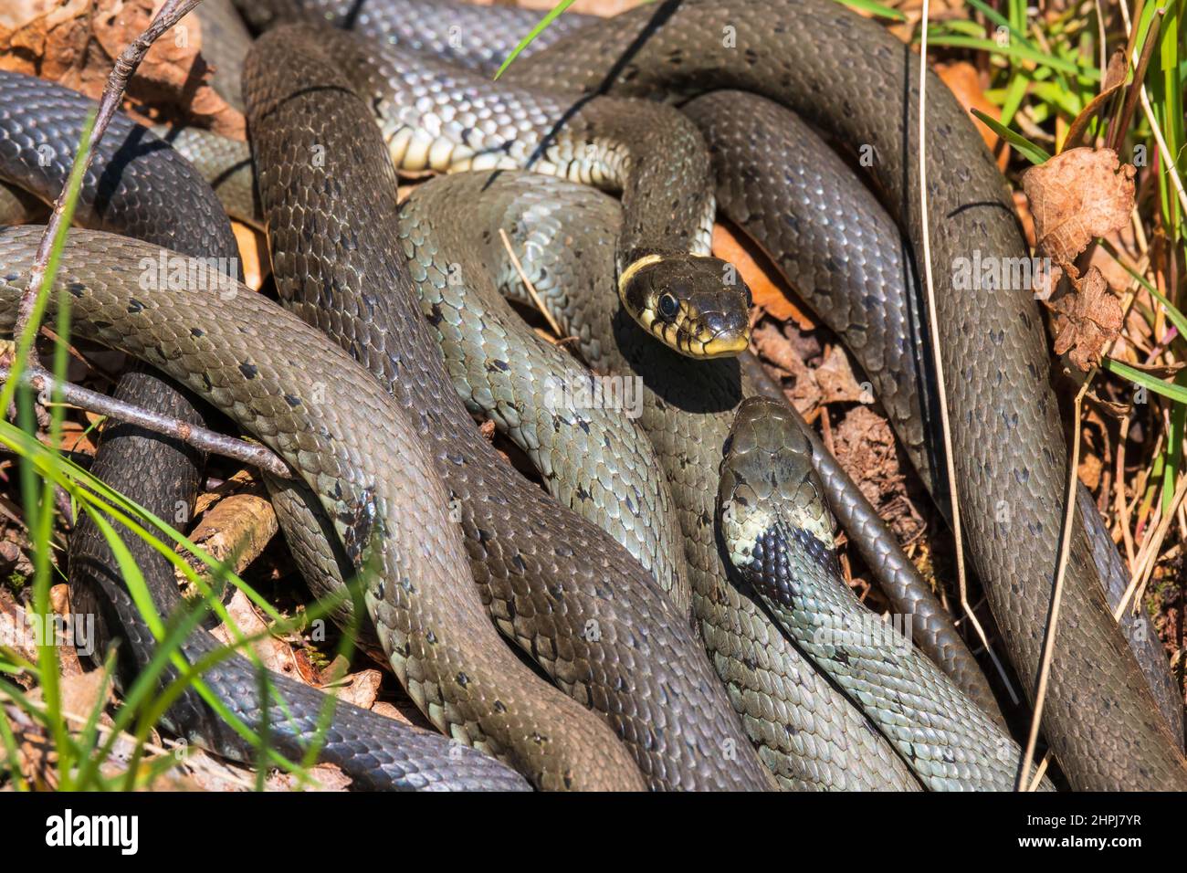 Two Grass snake looking at each other Stock Photo - Alamy