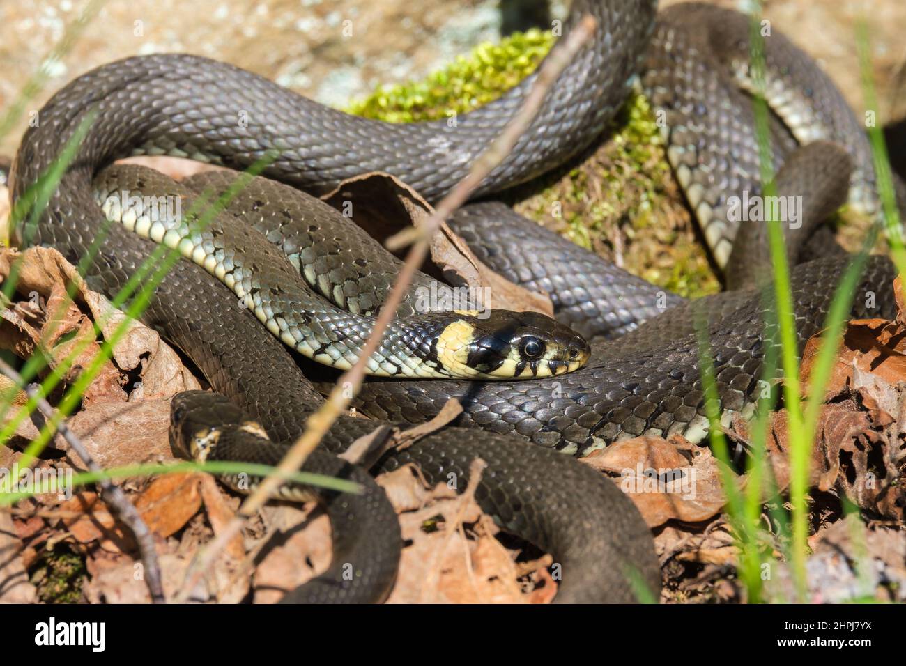 Grass Snakes that winds in the spring sunshine Stock Photo - Alamy