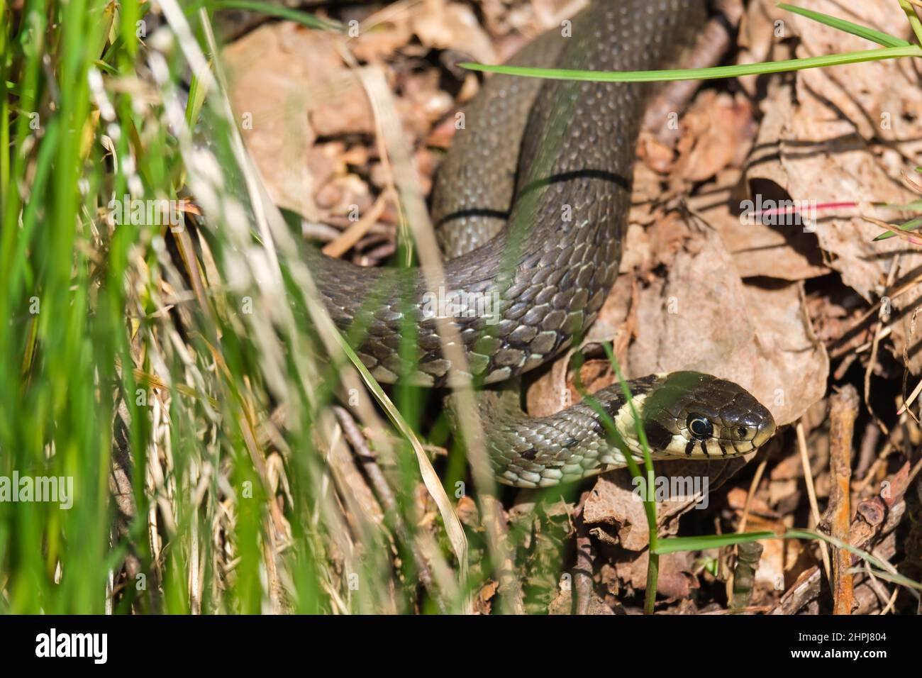Snake basking in sunlight hi-res stock photography and images - Alamy