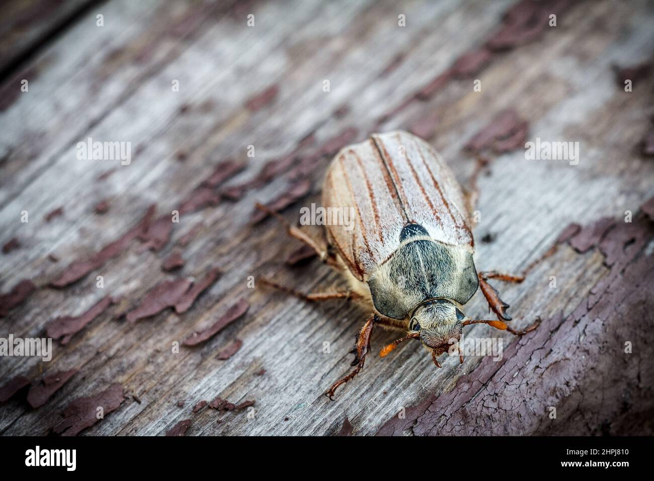 Cockchafer beetle hi-res stock photography and images - Alamy