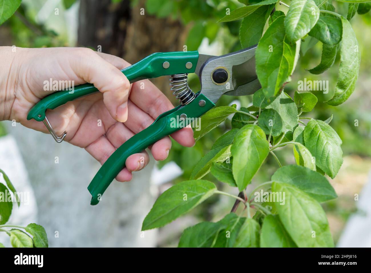 Prune apple tree hi-res stock photography and images - Alamy