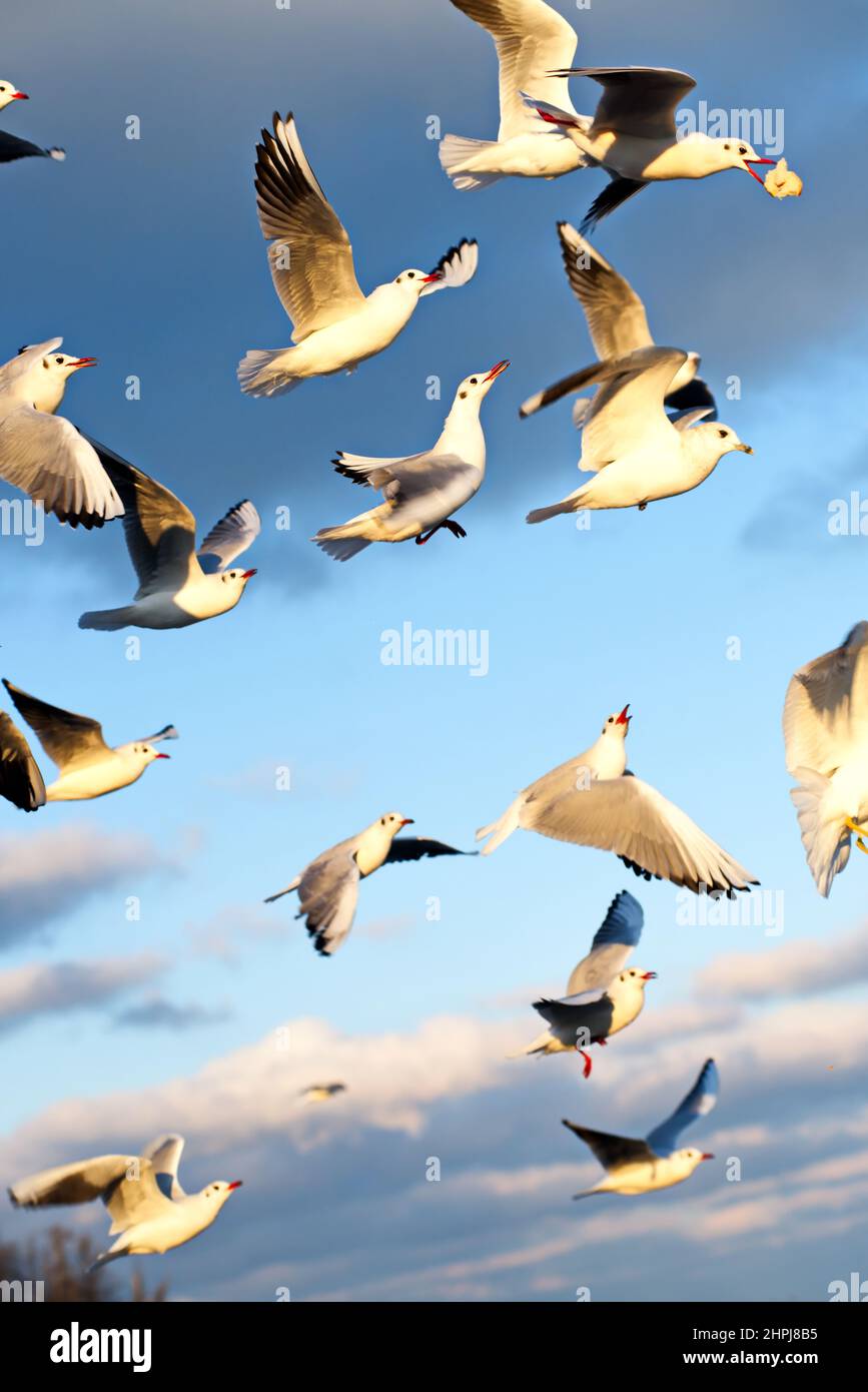 Group of excited young cheerleaders cheering on field Stock Photo - Alamy