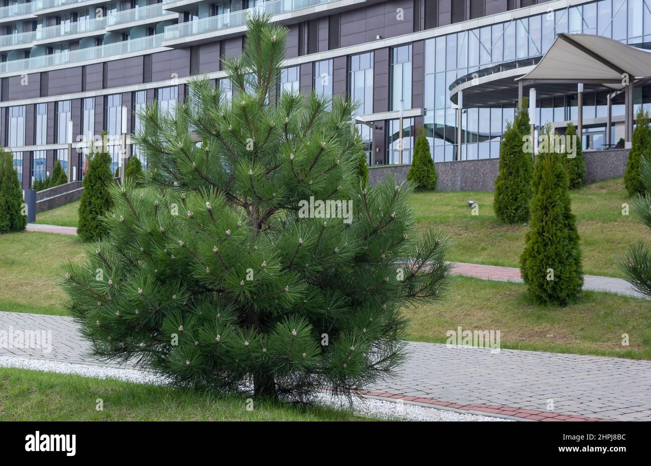 Lonely cedar hi-res stock photography and images - Alamy